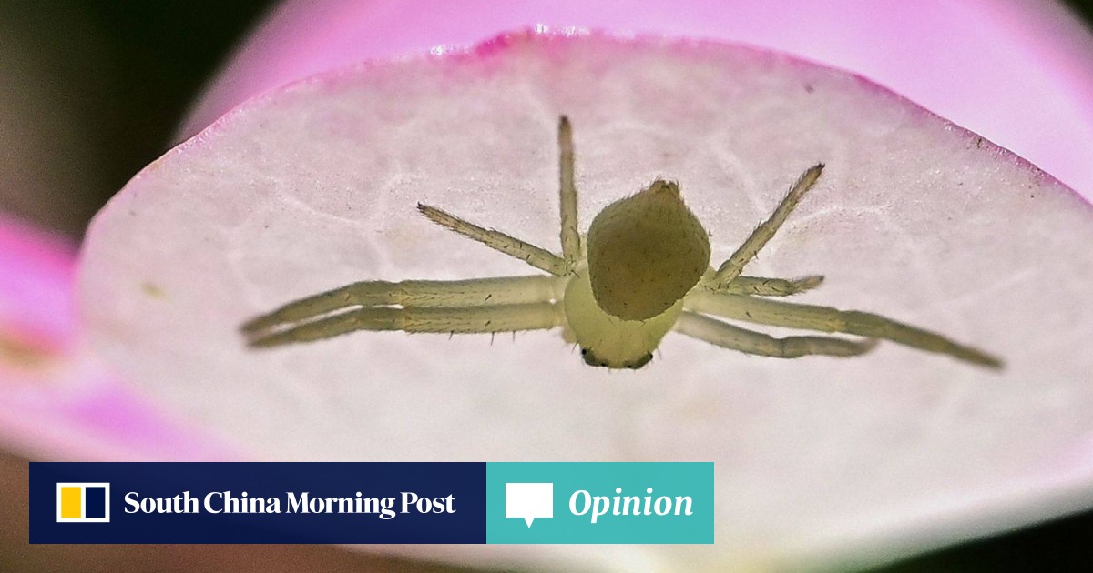 My Take | News media is a web of lies – about spiders | South China ...
