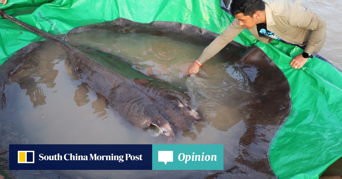 Asian Angle | Can Mekong river stingrays tell China’s dam narrative ...