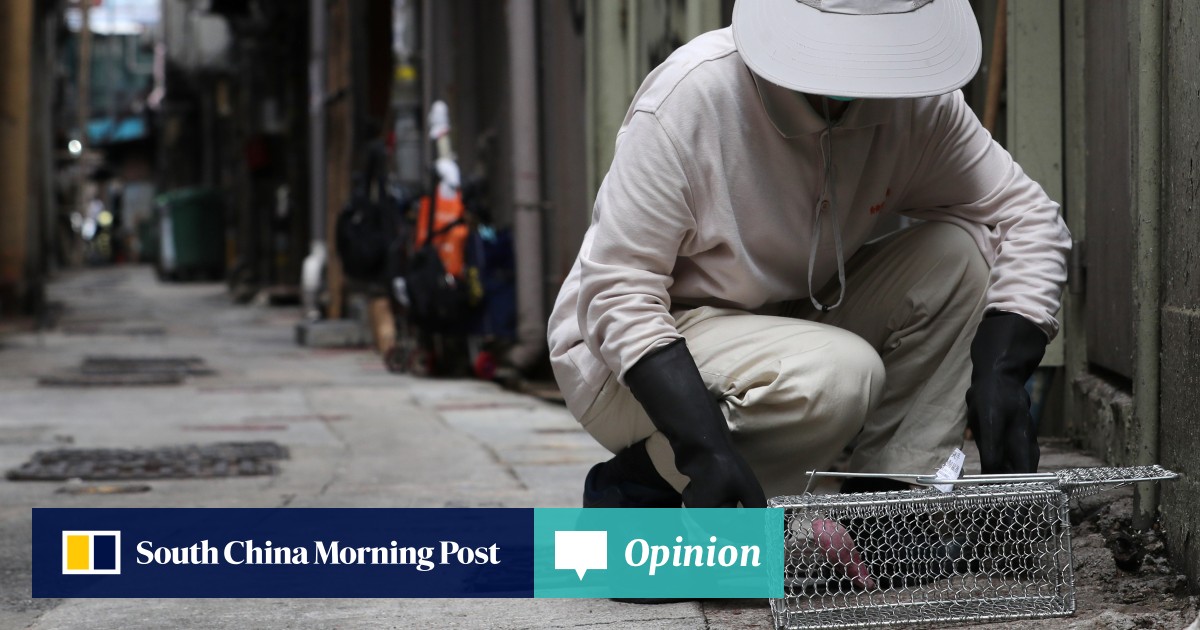 Outside In | We may not like rats, but we do a good job of making them ...