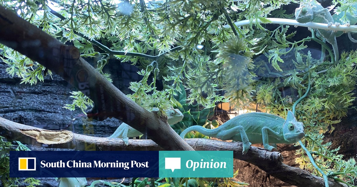 Opinion | Regulate Hong Kong’s exotic pet trade to stop invasive ...