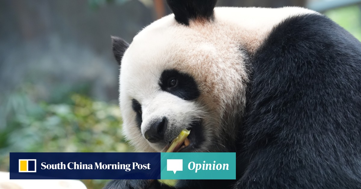 Language Matters | How did giant panda eclipse ‘true panda’, the red ...