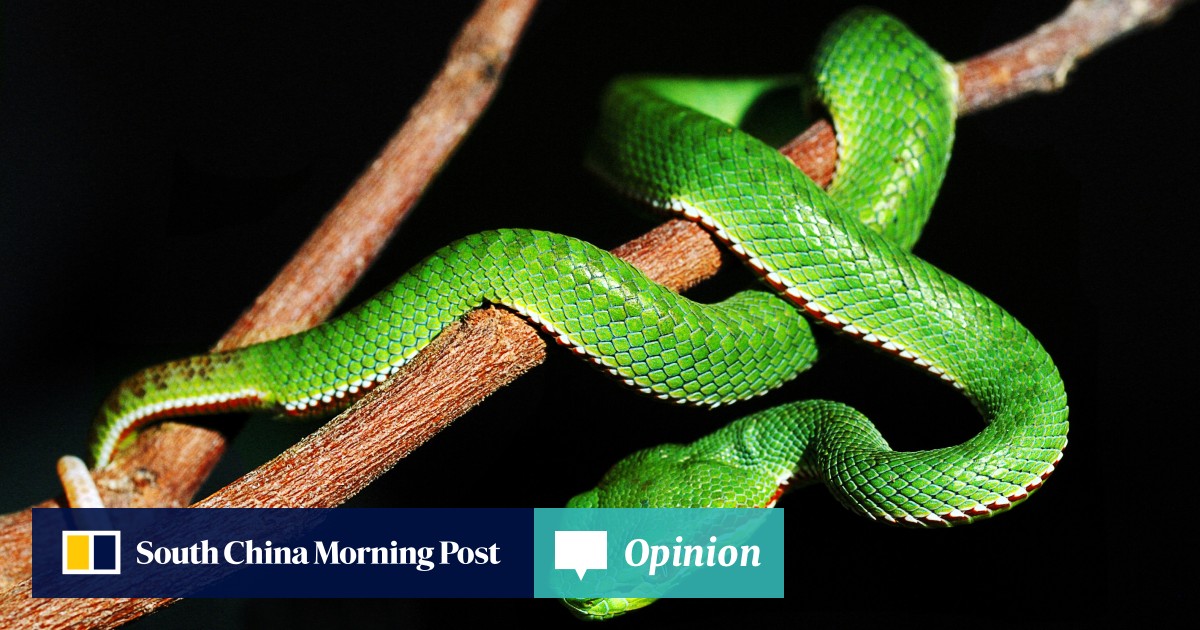 Language Matters | How ‘snake’ entered the English language and what ...