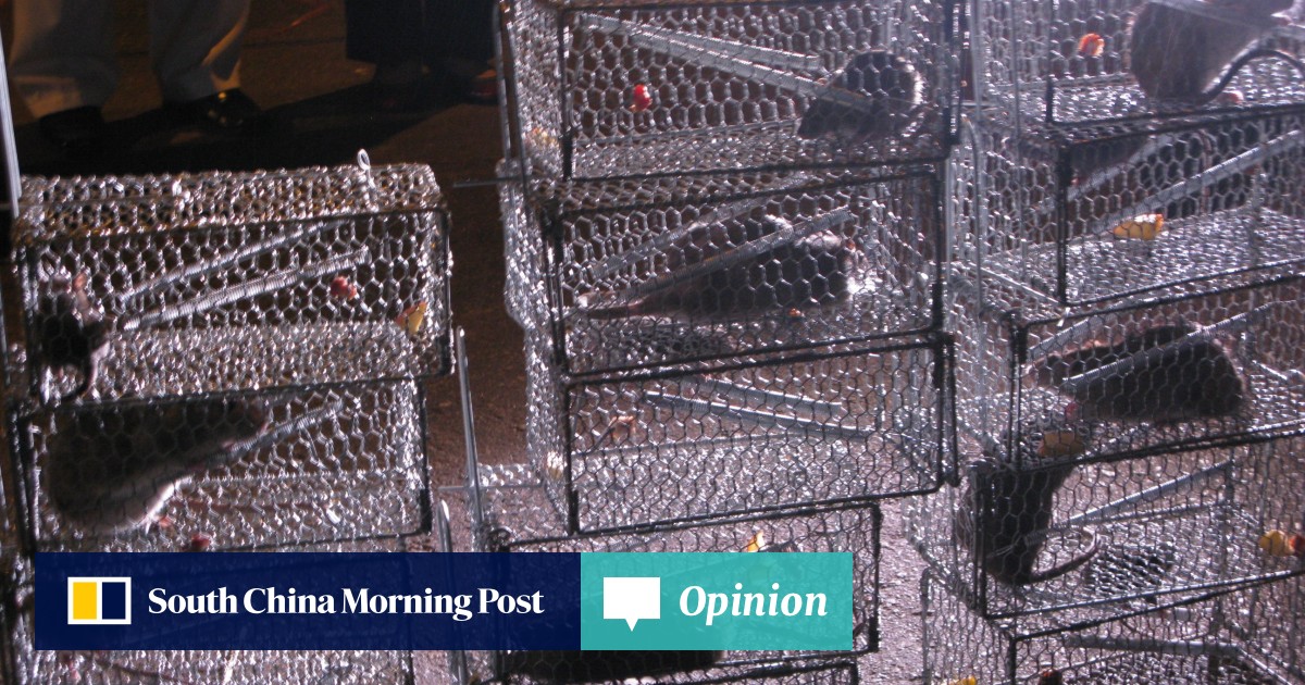 Inside Out | How many rats are there in Hong Kong? Their thriving ...