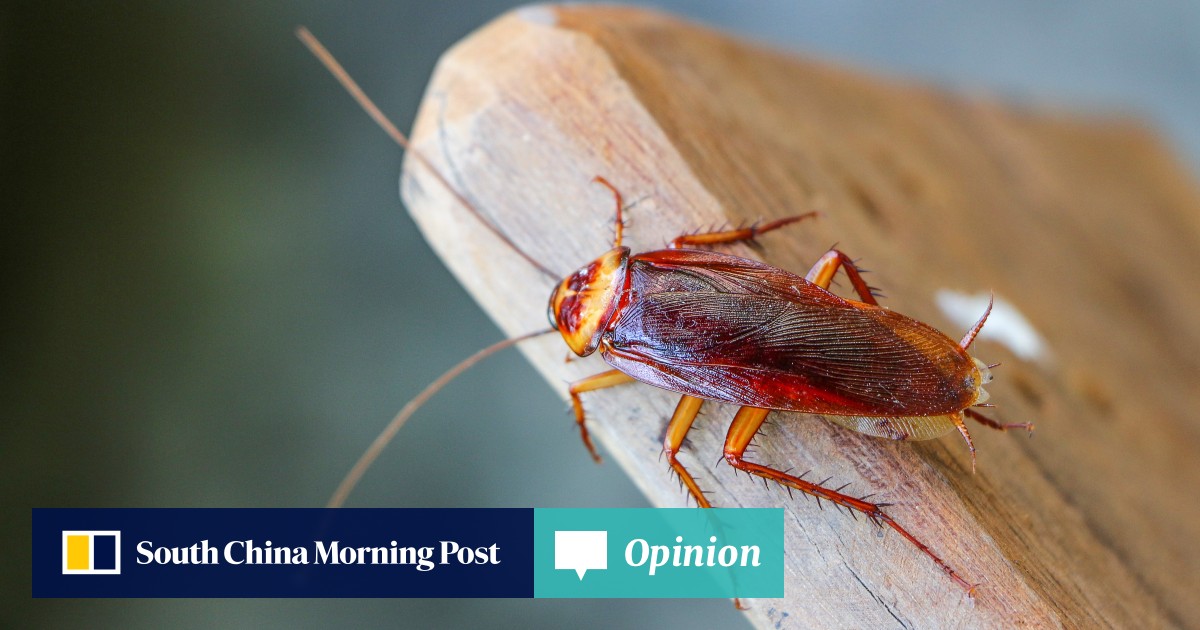 Opinion | Hong Kong’s protesters are often called ‘cockroaches’, but ...