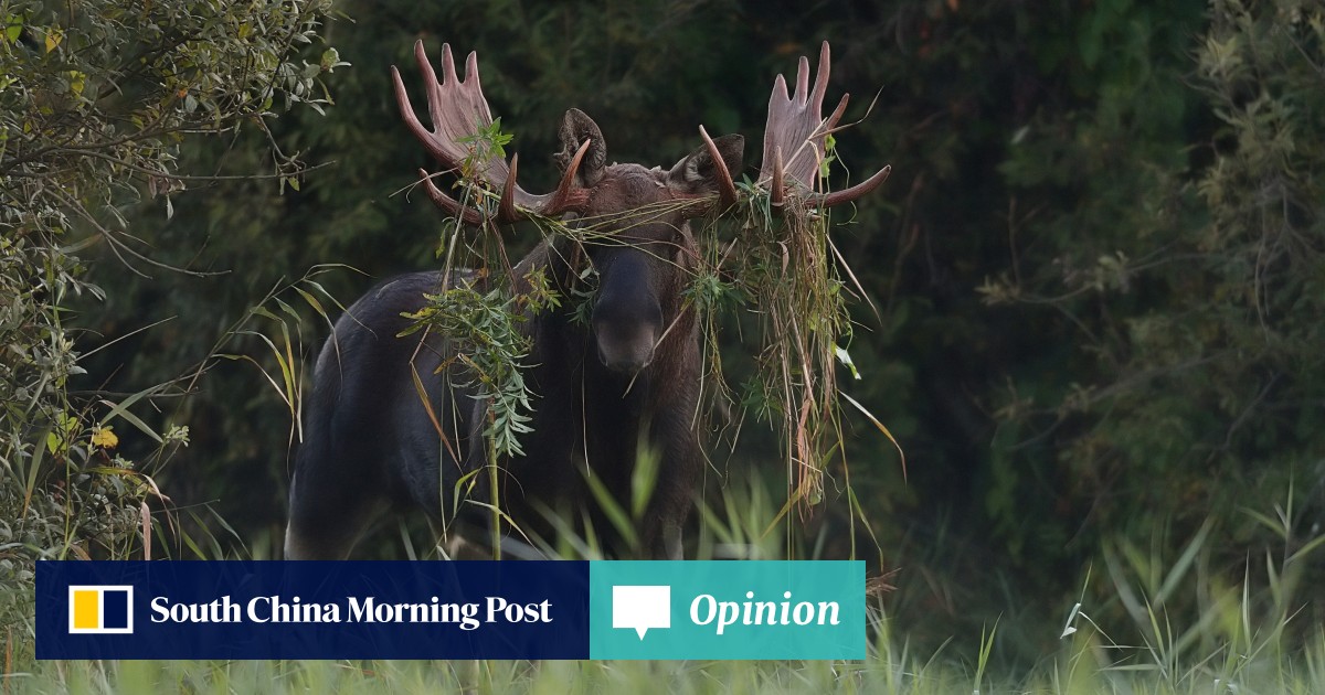 Remember A Day | Moose on the loose, Ringo wrecks and Beijing’s beer ...