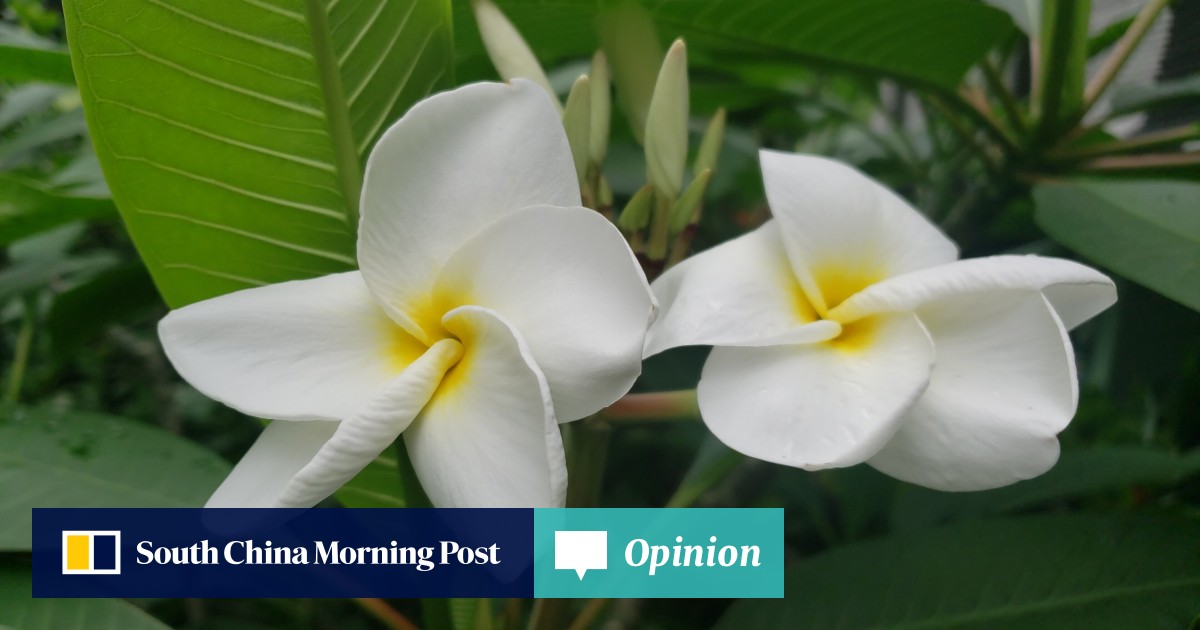 Opinion | How Hong Kong’s ‘local’ garden plants came from Bengal via ...