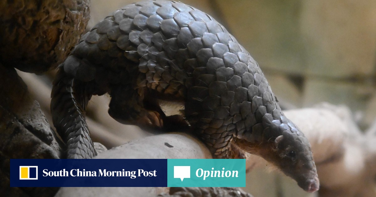 Opinion | Will Taiwan’s ‘pangolin diplomacy’ be a turning point or a ...