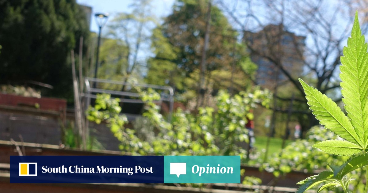 The Hongcouver | Someone has been illegally growing cannabis at the ...