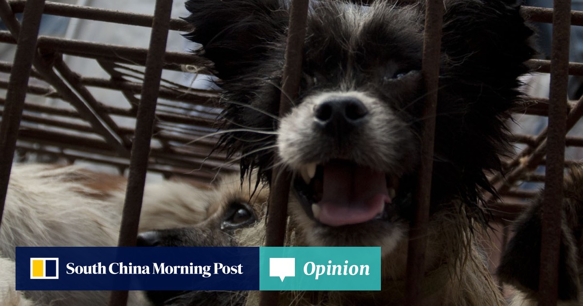 Blowing Water | Eating dog meat in China might only be an annual affair ...