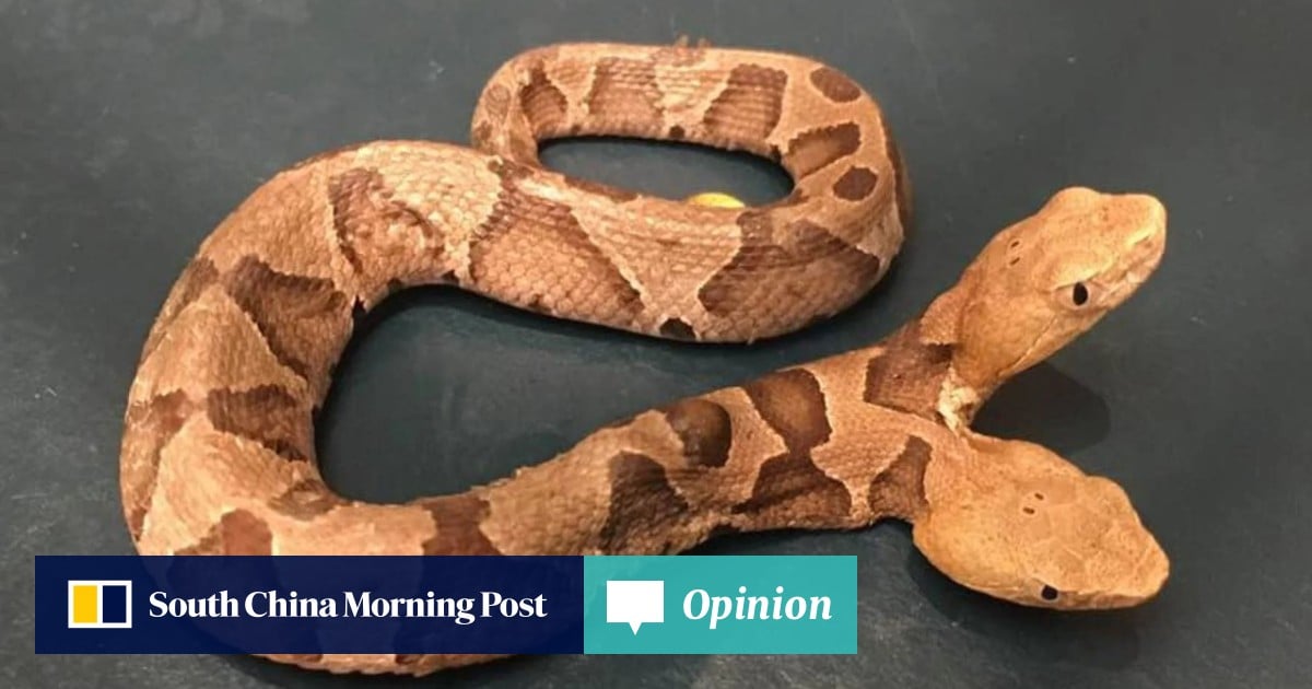 real three headed snake