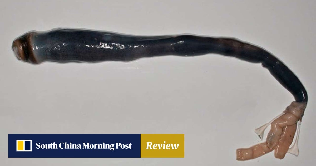 shipworm clam