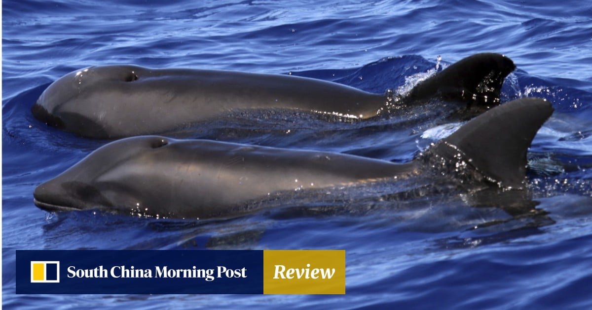 dolphin melon function