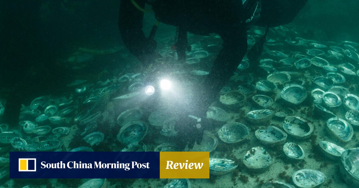 Poacher: journalist Kimon de Greef’s study of illegal abalone trade ...