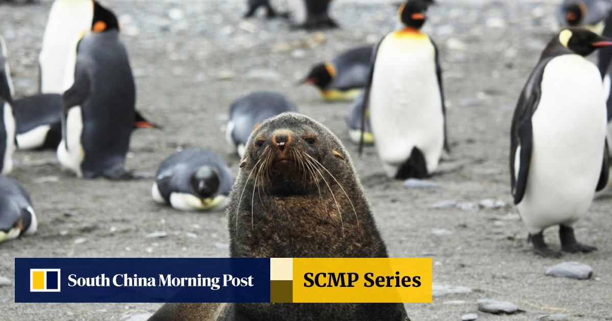 difference between seal and penguin