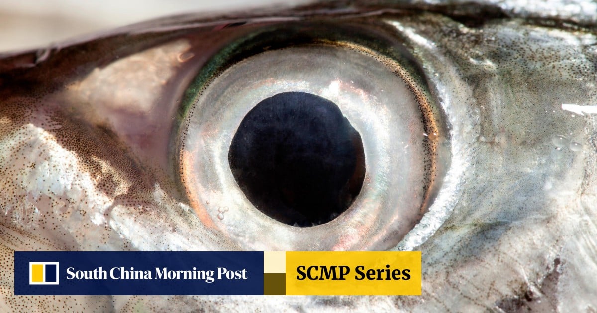 how to cook fish eyeballs