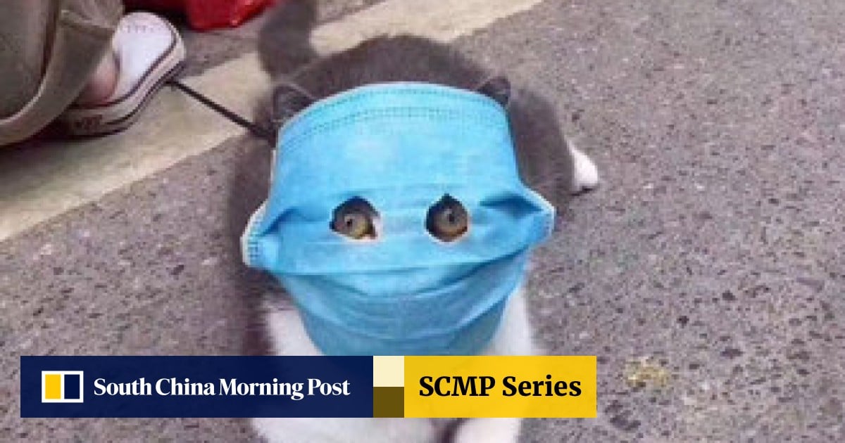 Meme Mask