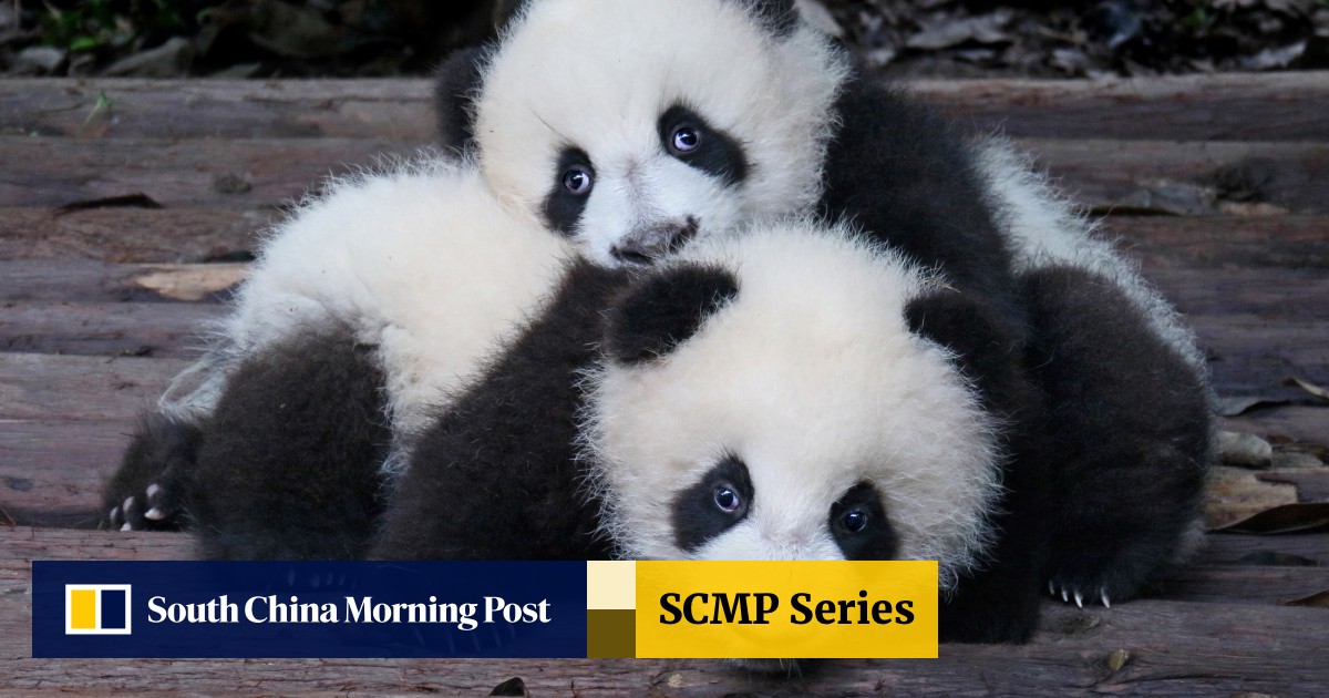 can a panda attack you