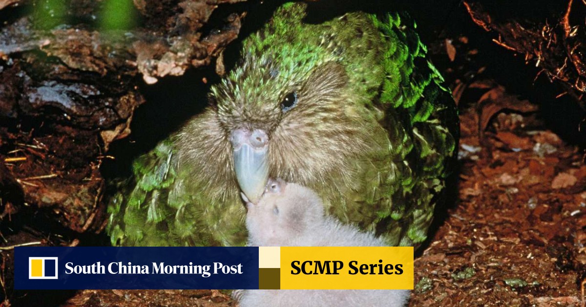 endangered birds the kakapo listening