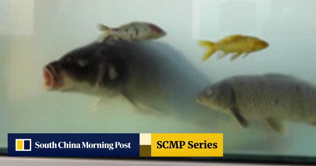 how to make carp grow faster