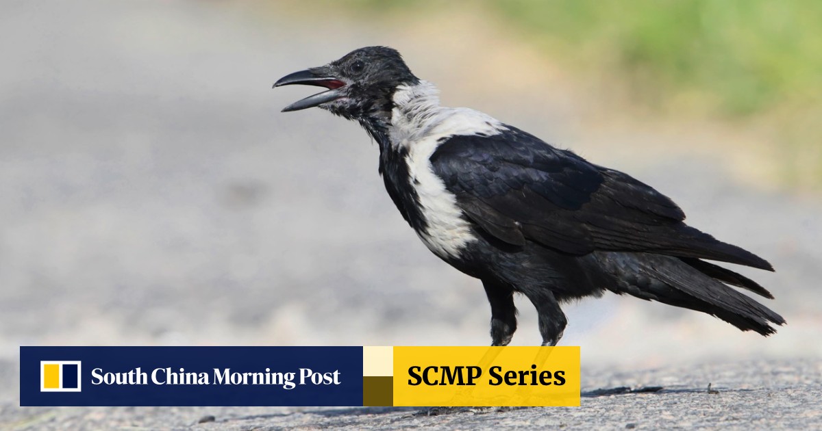crows in china