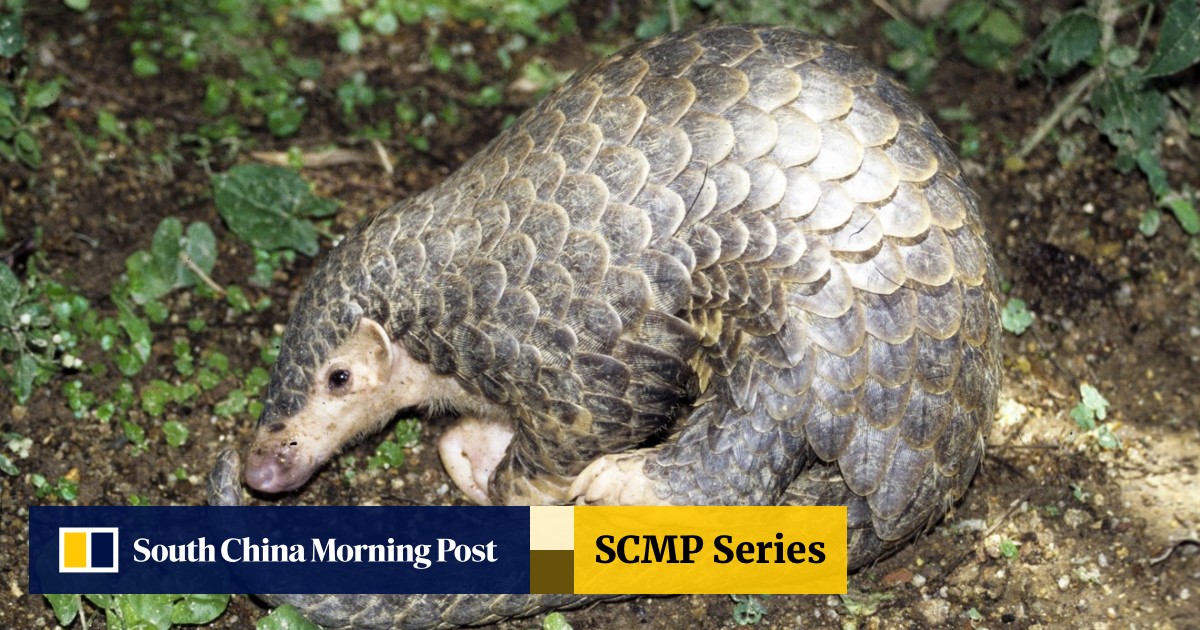 native chinese animals