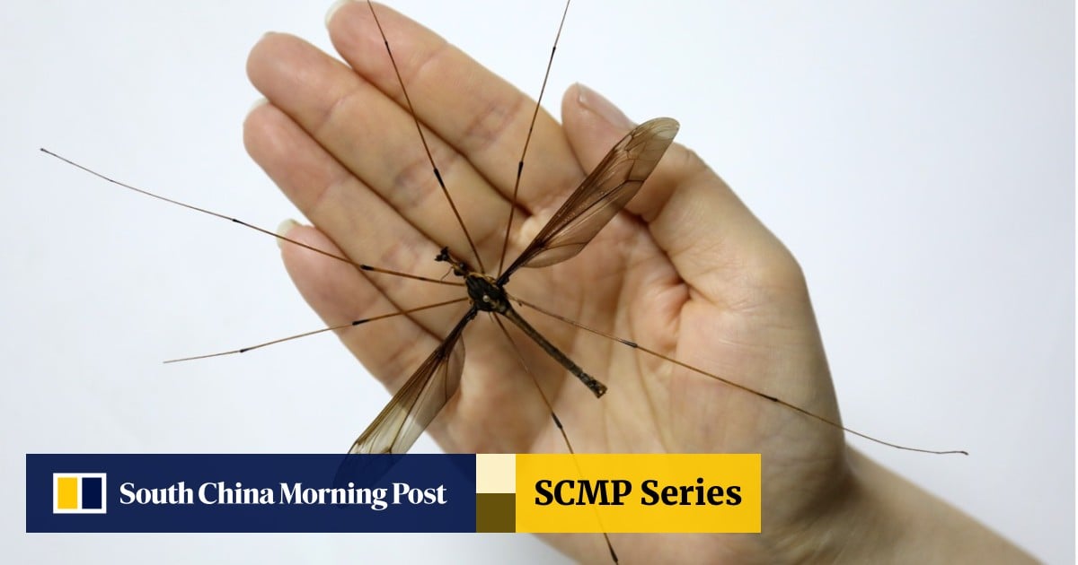 largest mosquito ever found