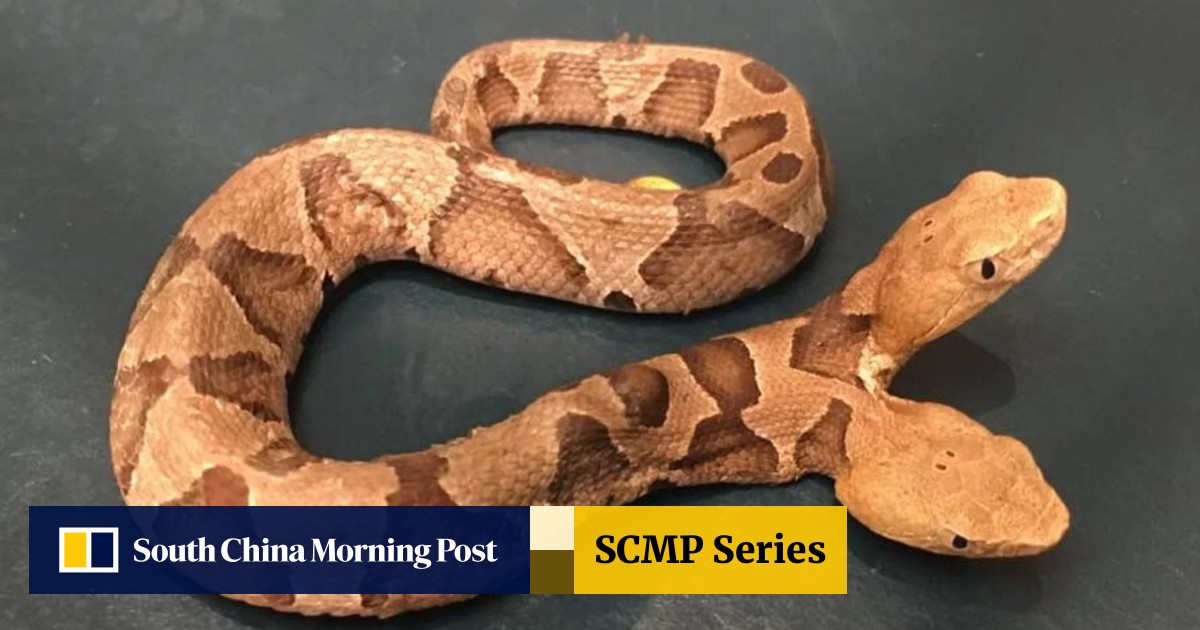 two headed viper snake