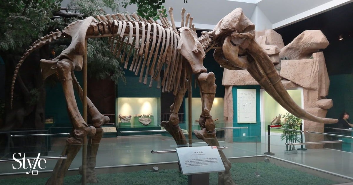 stegodon dinosaur