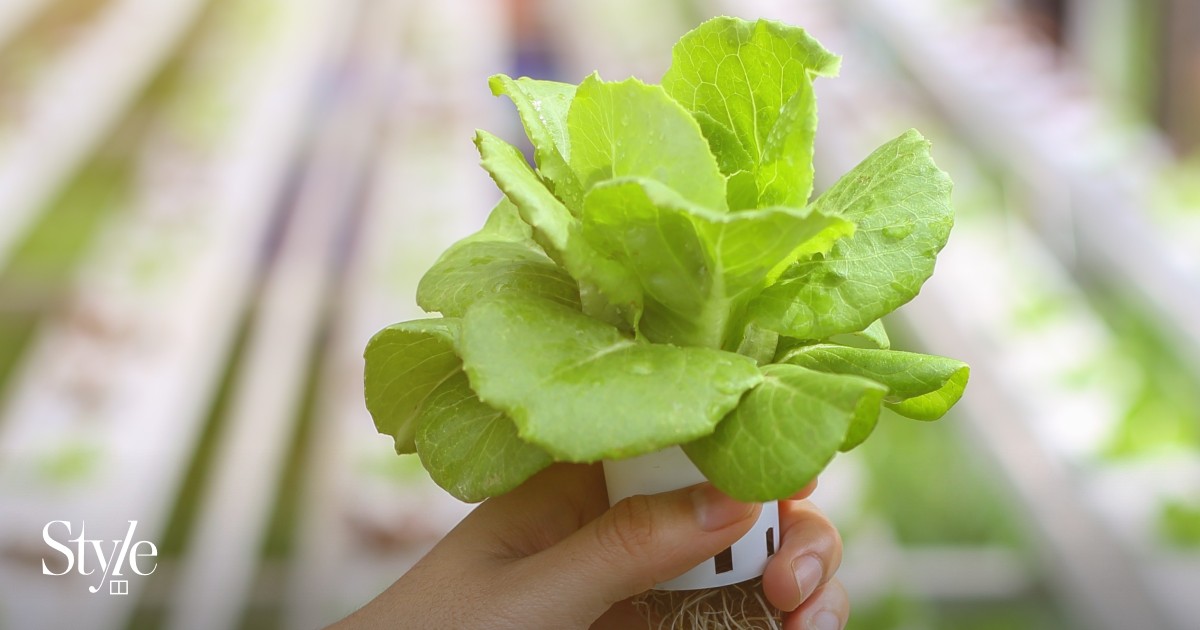 Farming Without Soil New Japanese Tech Makes Growing Fruit And
