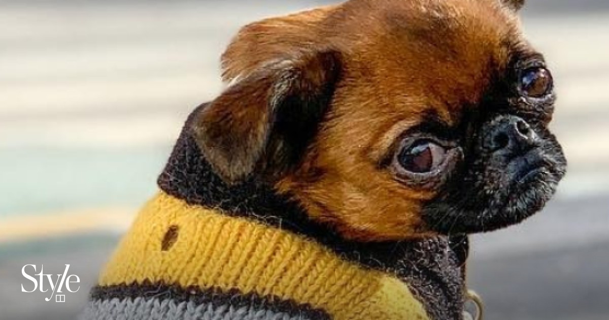 How ‘pet influencers’ can earn US$16,000 for one photo of their dog on ...