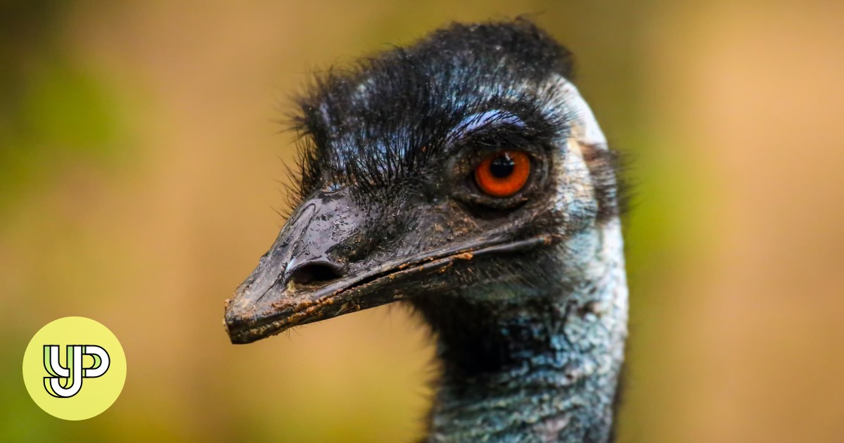 Australian pub bans emus for bad behaviour - Young Post | South China ...