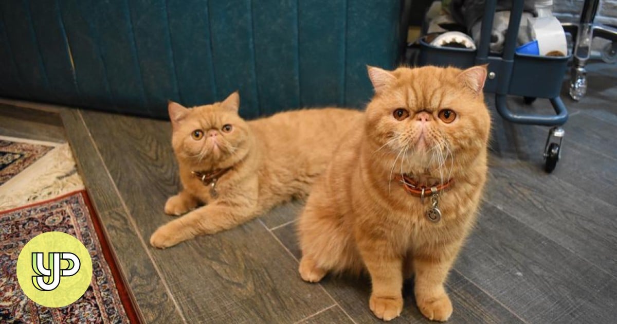 A day in the busy life of a Hong Kong shop cat - Young Post | South ...