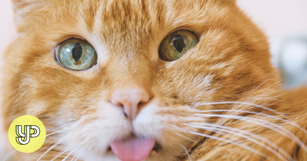 Reddit Thread About Jorts The Dumb Orange Cat Goes Viral YP South Reddit Thread About Jorts The Dumb Orange Cat Goes Viral YP South