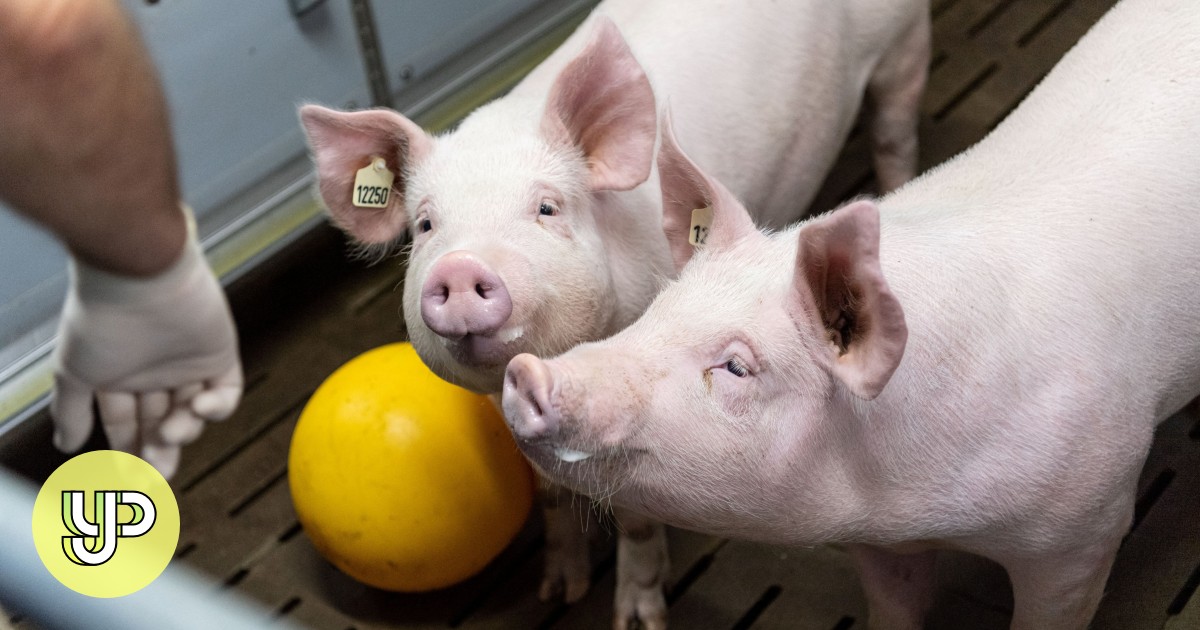 German researchers to breed genetically modified pigs for human heart ...