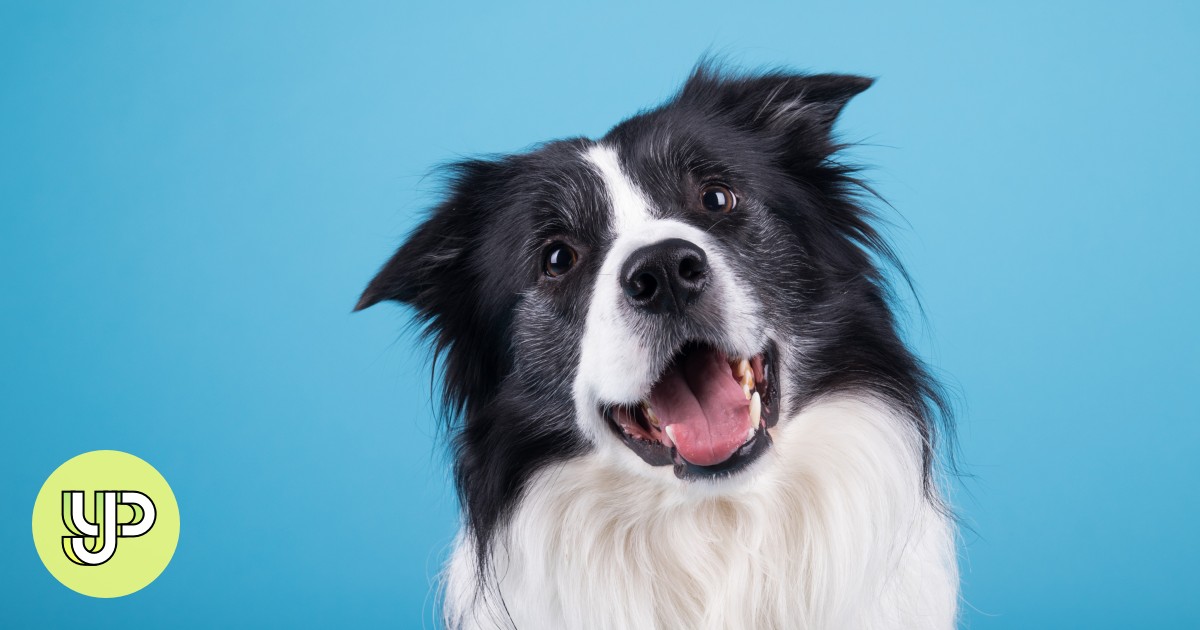 What makes you happy? Submit a photo to Young Post’s new project ...