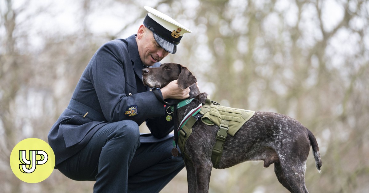 5-minute listening: Hero sniffer dog given highest honour for saving ...