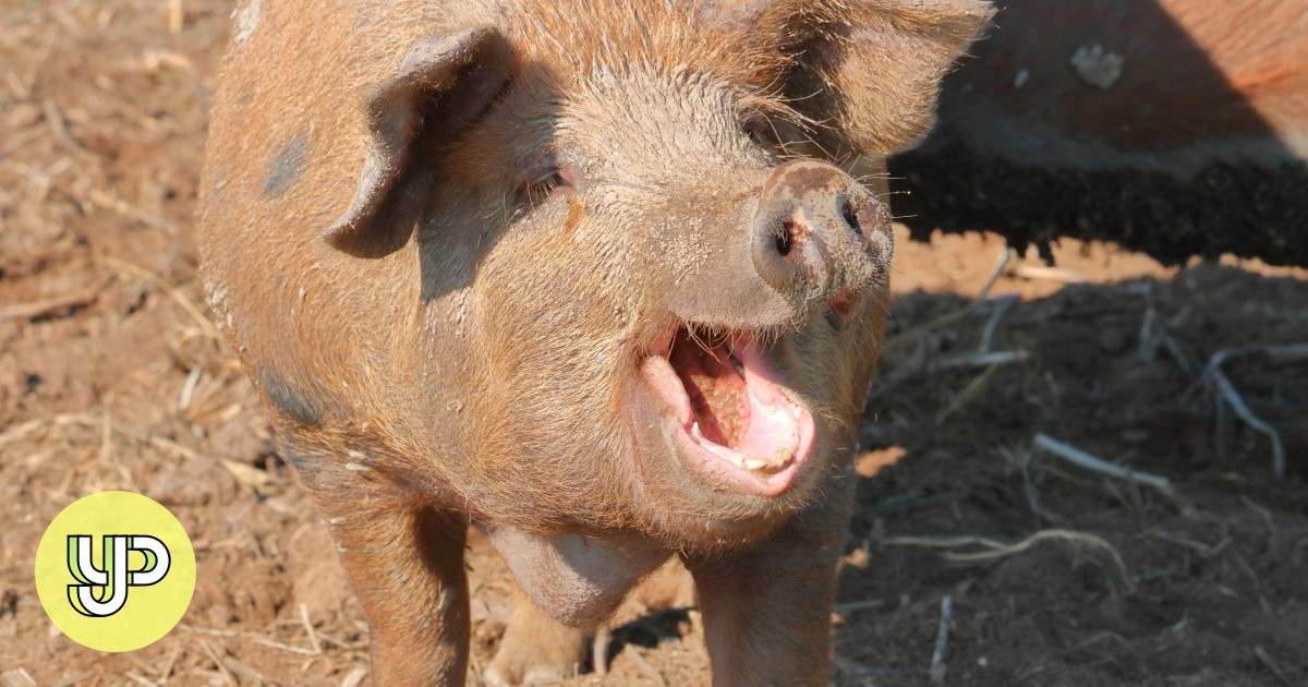 Scientists can now decode pigs’ emotions through their oinks and grunts ...