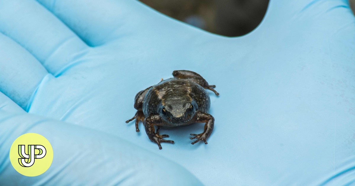 Please don’t croak: Biologists aim to save critically endangered ...