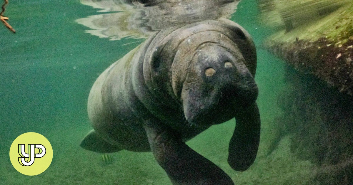 Around-the-clock care to save baby manatee orphaned in Colombia - Young ...