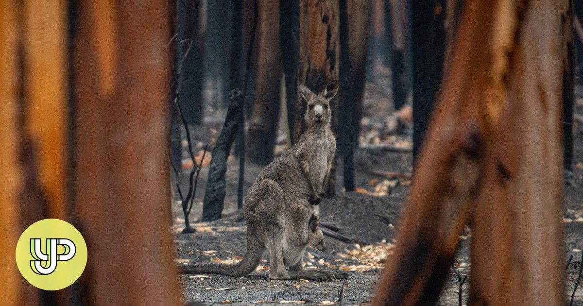 ‘Shocking’ report lists devastation to Australia wildlife; ecosystems ...