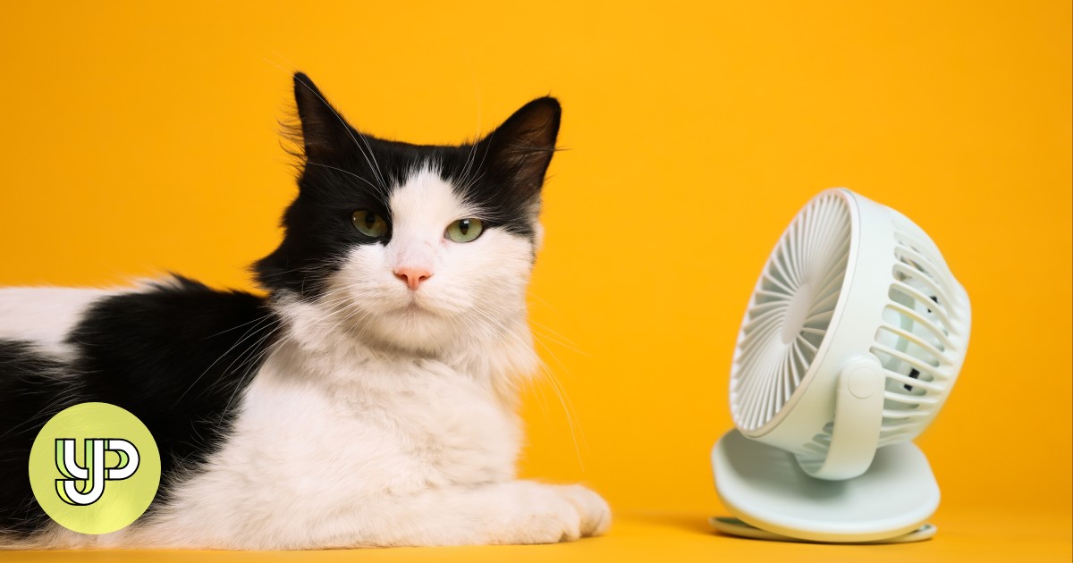 5 ways to keep your pets cool and safe in hot weather - Young Post ...