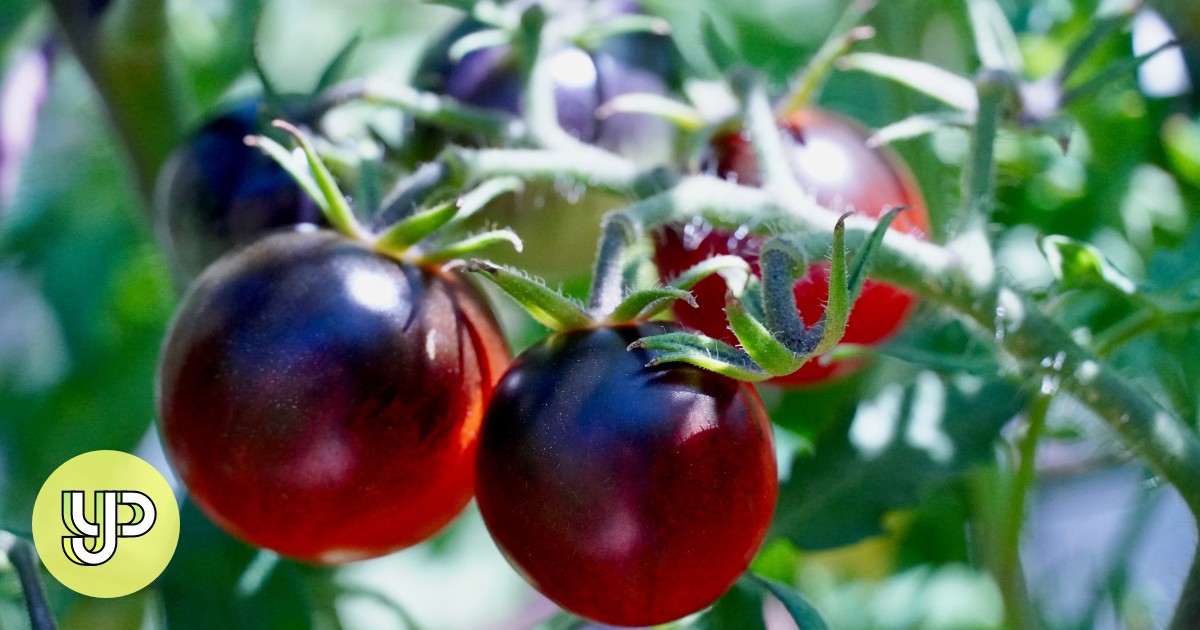 US approves genetically modified purple tomatoes, high in antioxidants ...