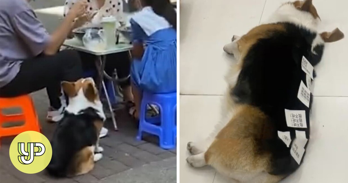 Chinese dog owner puts Post-it notes on corgi in bid to stop strangers ...
