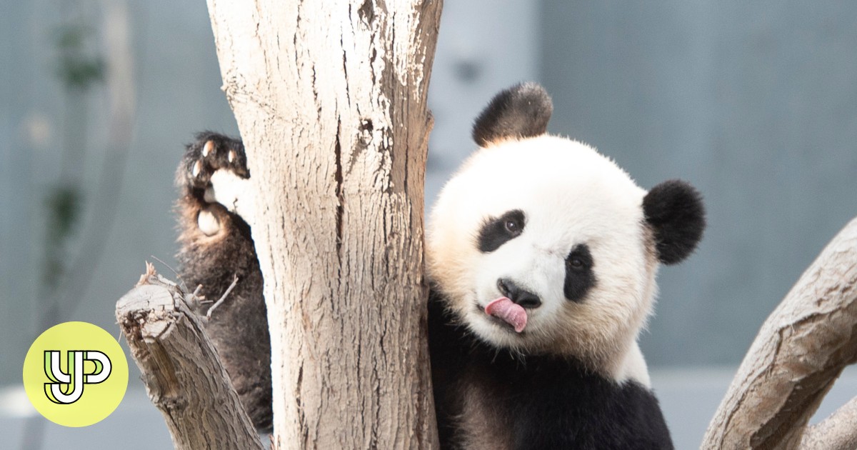 Study Buddy (Explorer): First Chinese giant pandas in Middle East ...