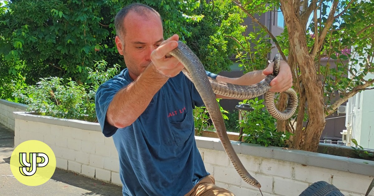 Study Buddy (Explorer): Vipers in quarantine centre to cobra hidden in ...