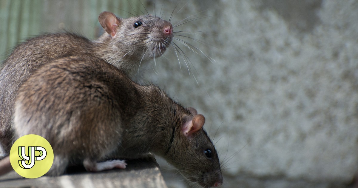 5-minute listening: Oh, rats! New York seeks ‘bloodthirsty’ rodent tsar ... 5-minute listening: Oh, rats! New York seeks ‘bloodthirsty’ rodent tsar ...