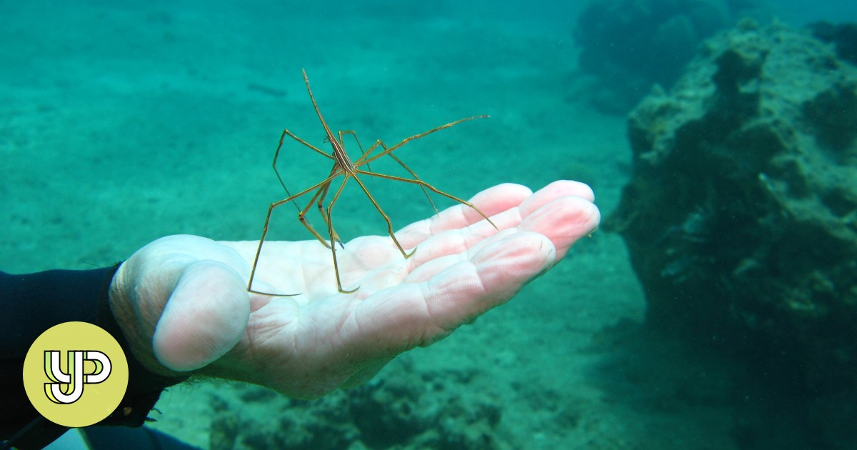 Study finds sea spiders can regrow body parts, not just limbs, raising ...