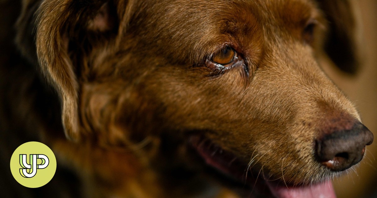 5-minute listening: World’s oldest dog Bobi, 30, is also one of the ...