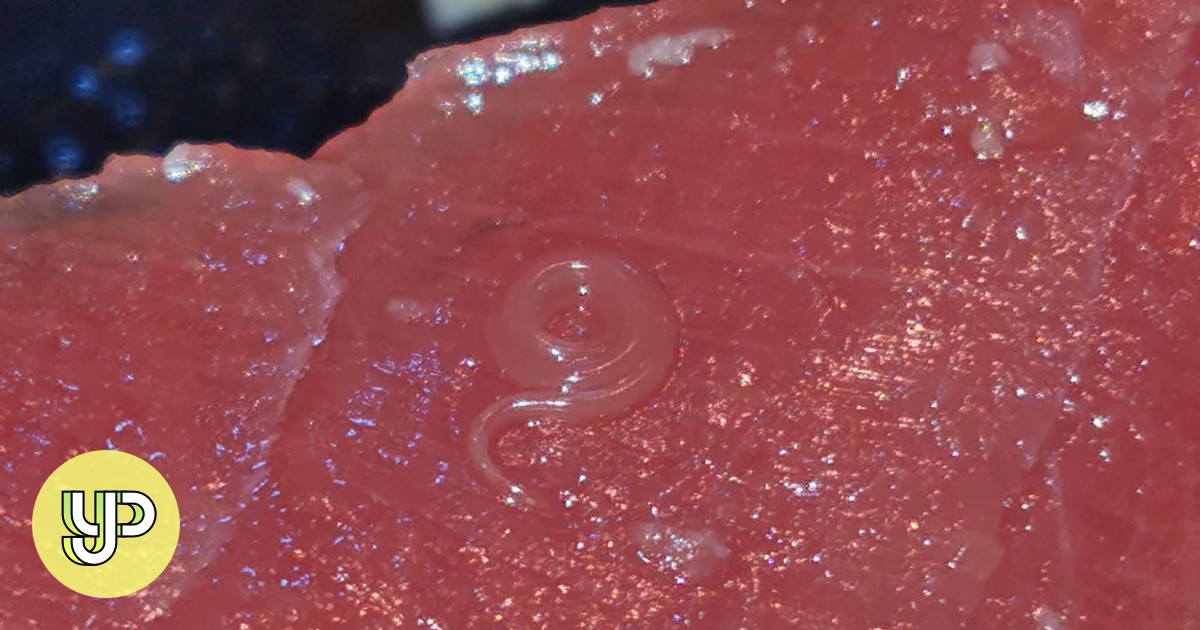 How parasitic worms wriggle their way into sushi and other raw fish ...