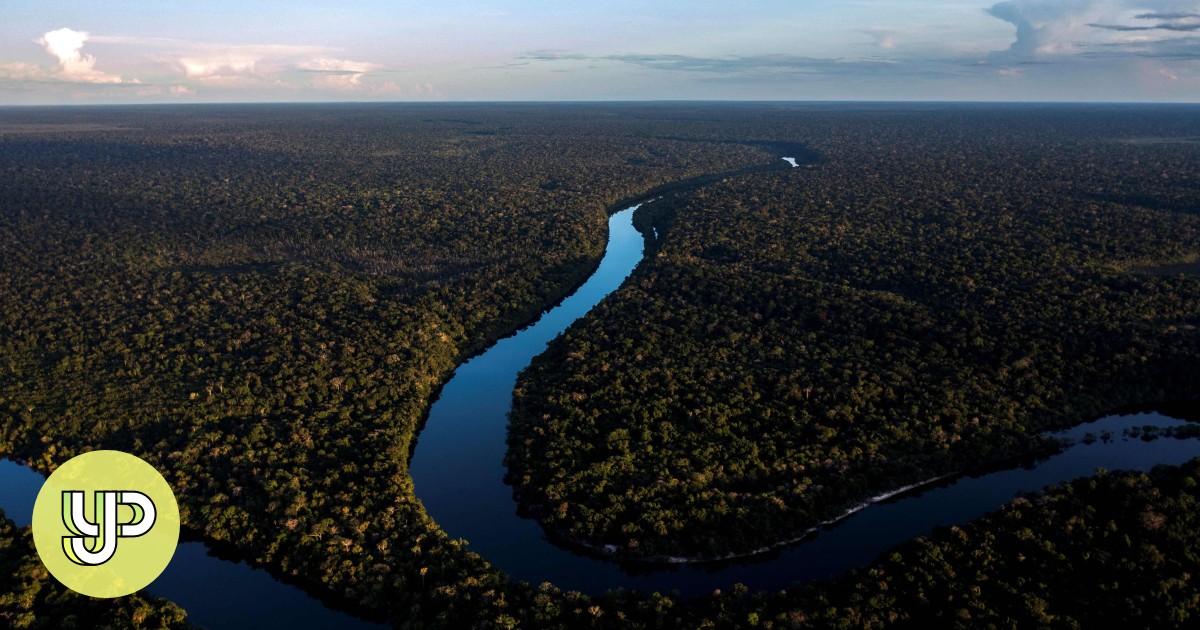Amazon’s Indigenous lands in Brazil prevent disease, absorb pollution ...